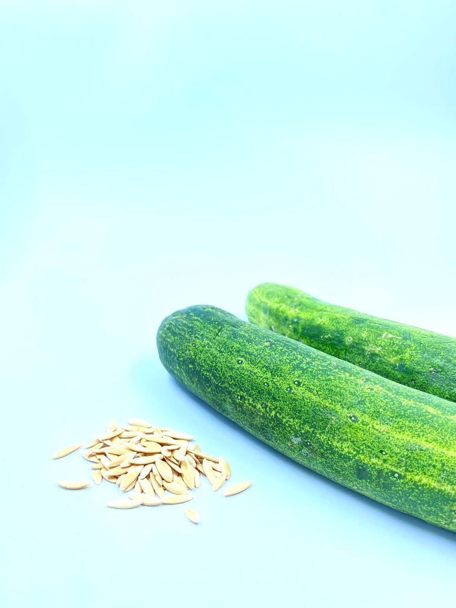 Dhaani Foods Desi Cucumber (Kheera) Seeds – Fresh & Juicy | High Yield ...